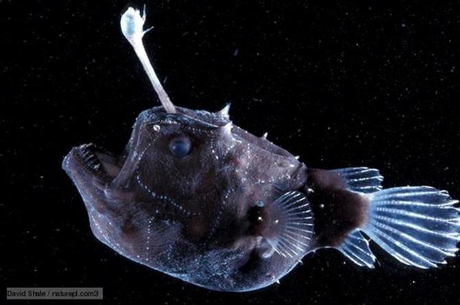 La Fiera : ¡Ay wey! - ¡Nunca antes visto! Aparece pez diabólico en el ...