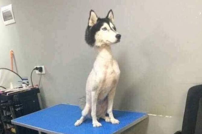 La Fiera : ¡Ay wey! - Husky Siberiano es rapado de cuello a patas ¡y se ...
