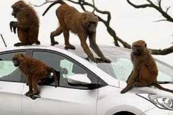 La Fiera : ¡Ay wey! - Pánico en un safari por monos armados con ...