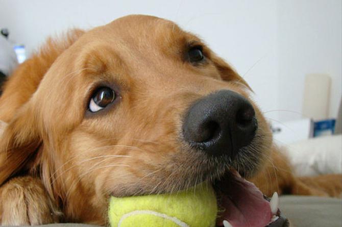 La Fiera : ¡Ay wey! - Cosas que tal vez no sabías sobre tu perro