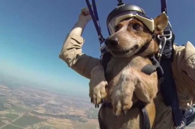 La Fiera : ¡Ay wey! - Perro da increible salto con su dueño de un ...